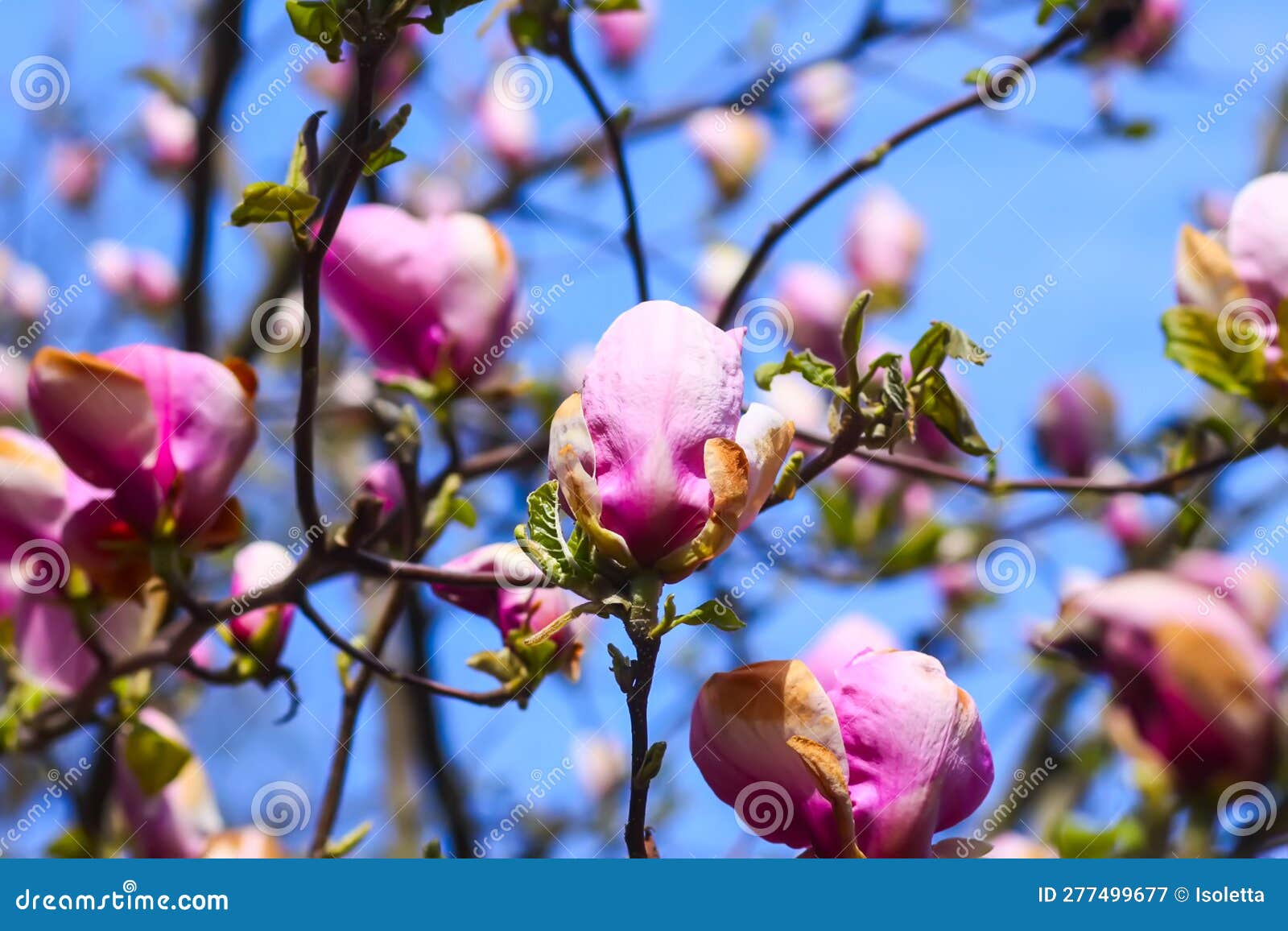 Magnolia Flowers on a Tree Branch Stock Image - Image of flower, green ...