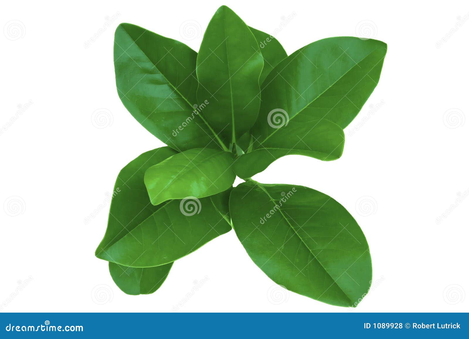 Magnolia Foliage stock photo. Image of plants, blooms - 1089928