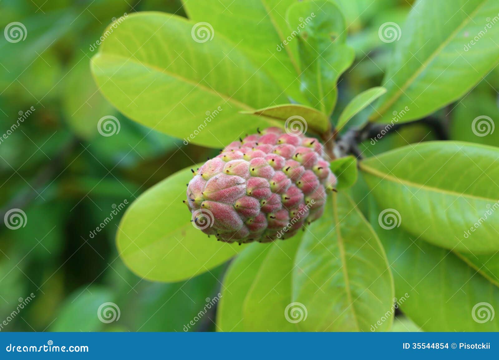 Magnolia fruit stock photo. Image of pods, scarlet, smell - 35544854