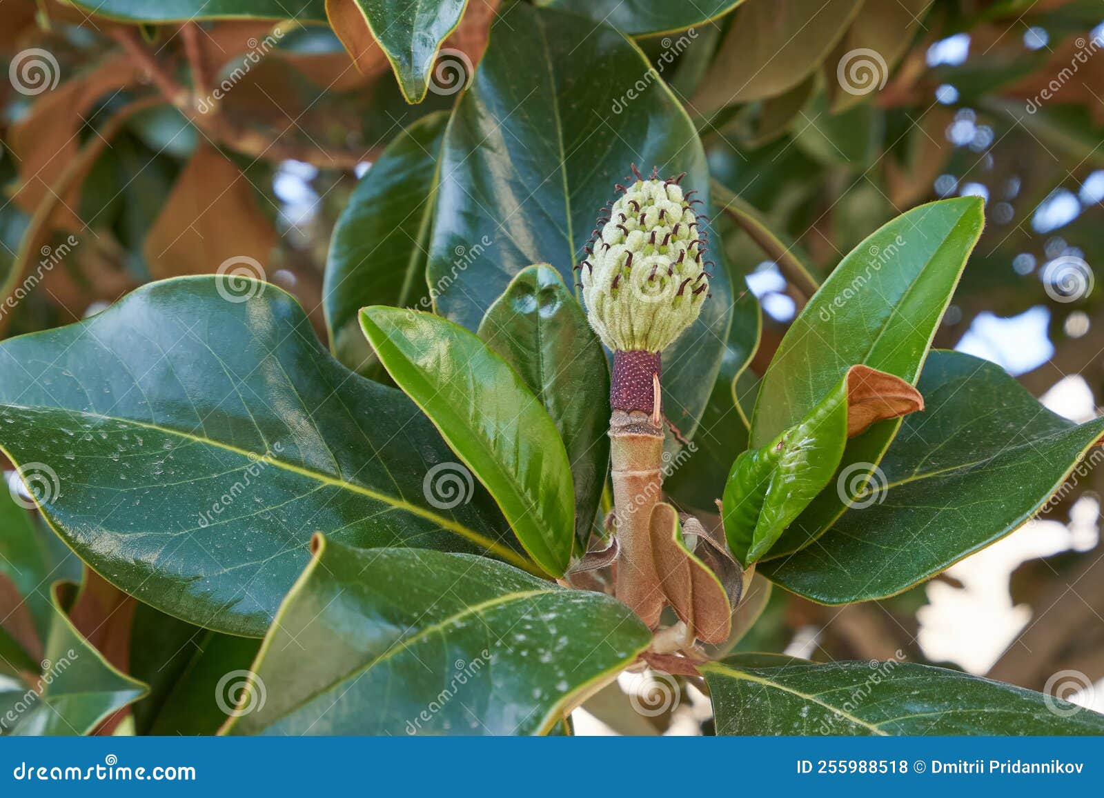 Magnolia Fruit on a Tree Close Up Stock Photo - Image of fruit, exotic ...