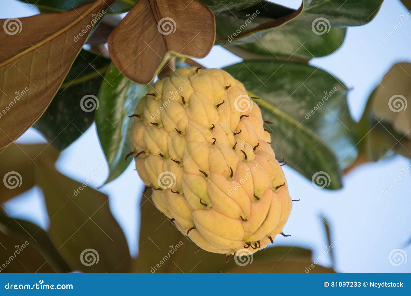 Magnolia fruit in a tree stock image. Image of horticulture - 81097233
