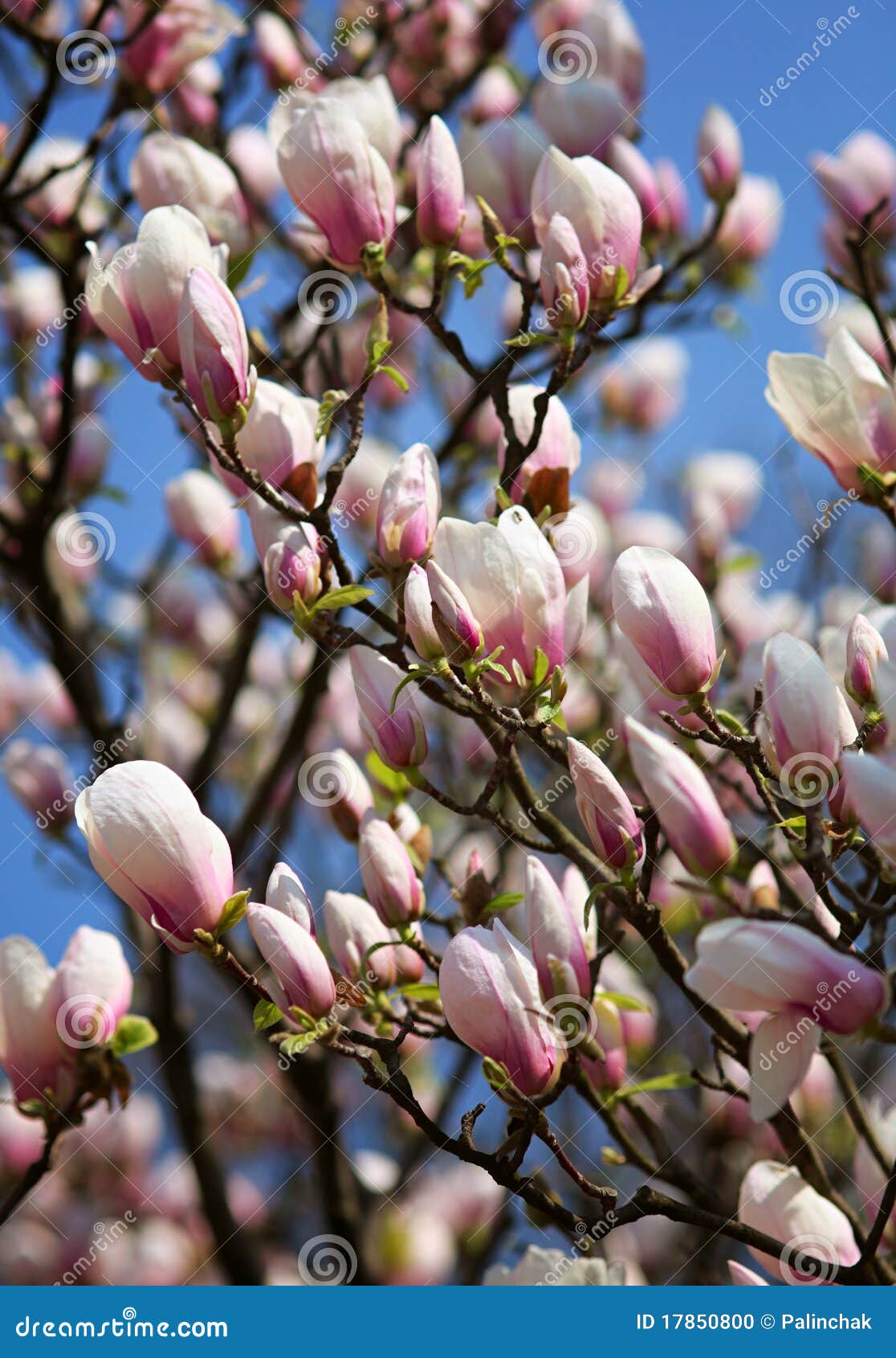 Magnolia grandiflora stock photo. Image of macro, purity - 17850800