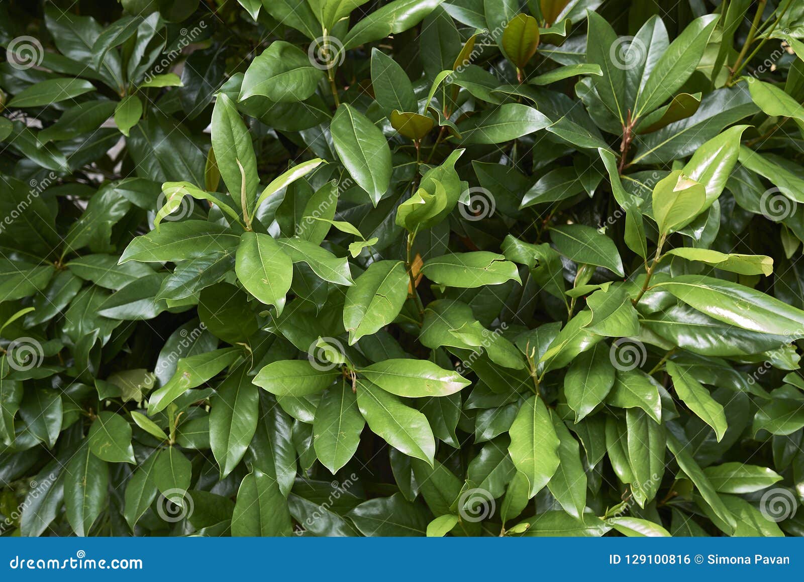 Magnolia Grandiflora Fresh Foliage Stock Photo - Image of southern ...
