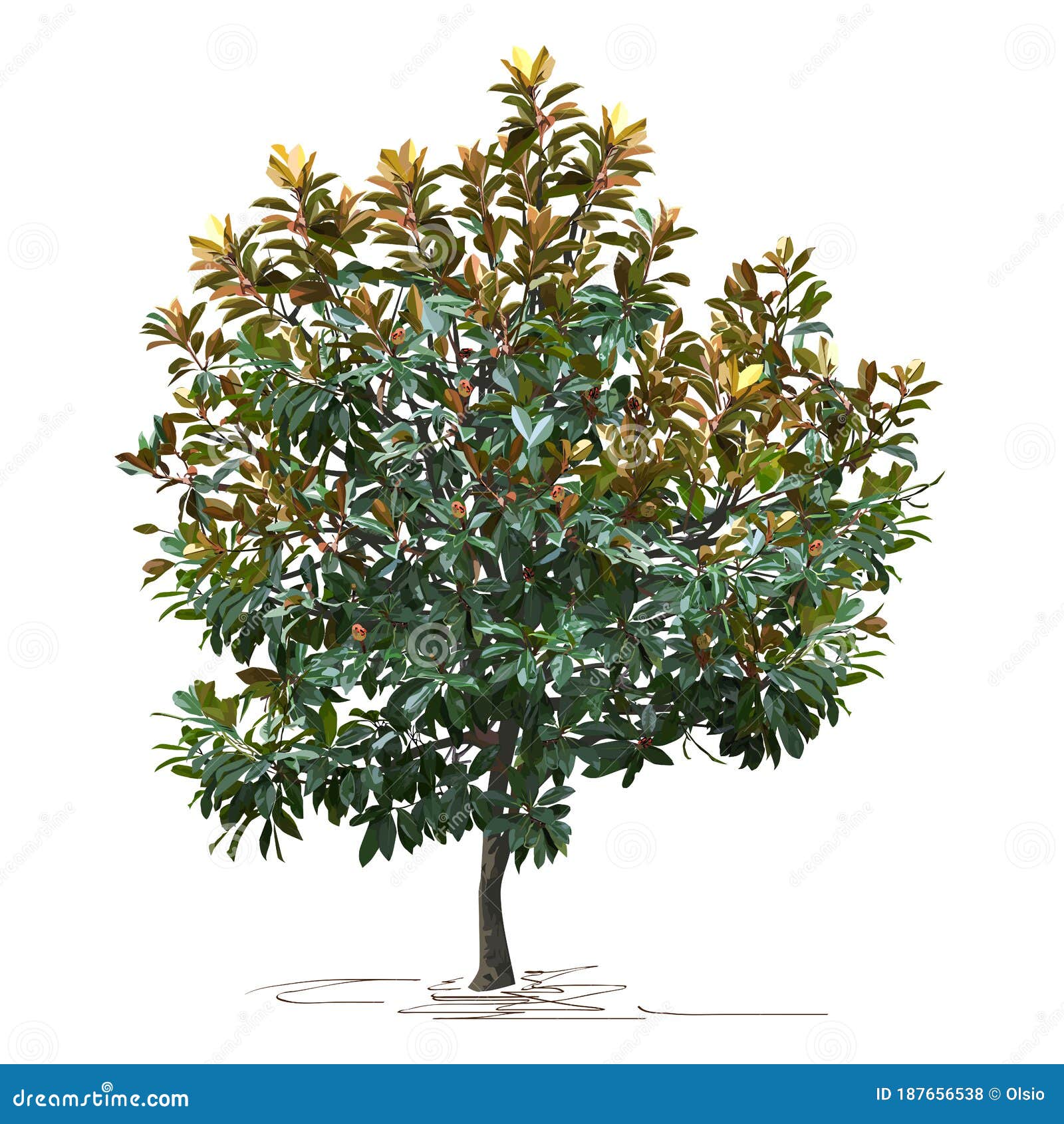 Magnolia Grandiflora Tree With Fruit And Twig With Flower. Vector ...