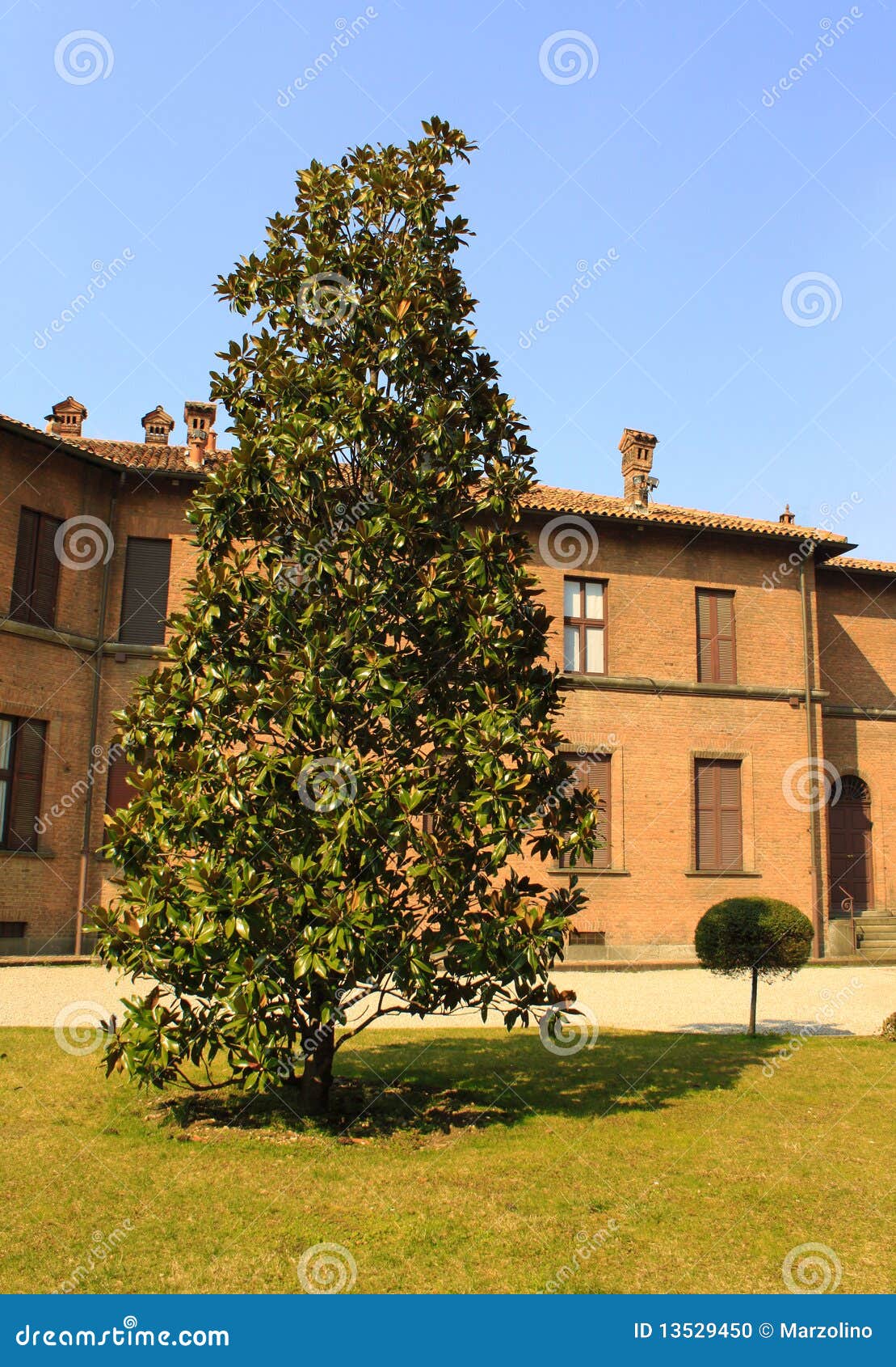 Southern Magnolia ( Magnolia Grandiflora ) Fruits. Magnoliaceae ...