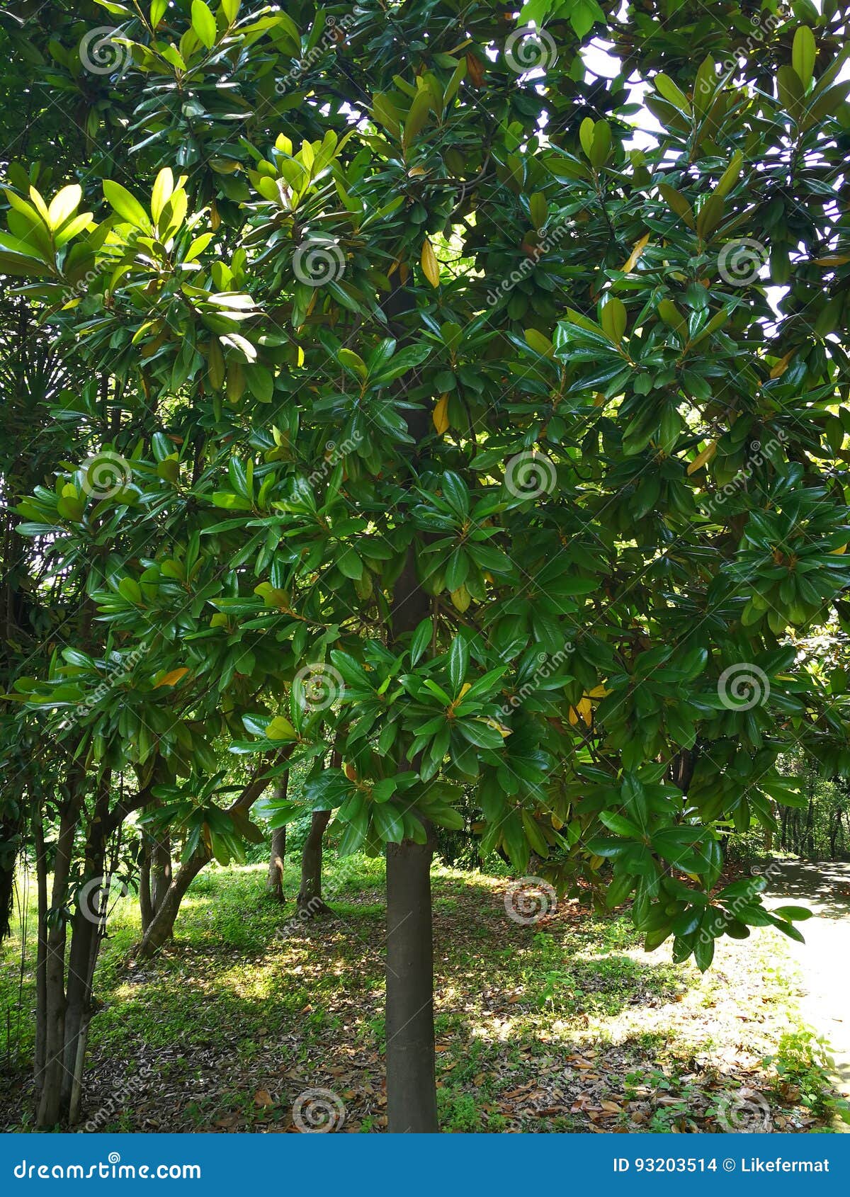 Magnolia grandiflora tree stock photo. Image of green - 93203514