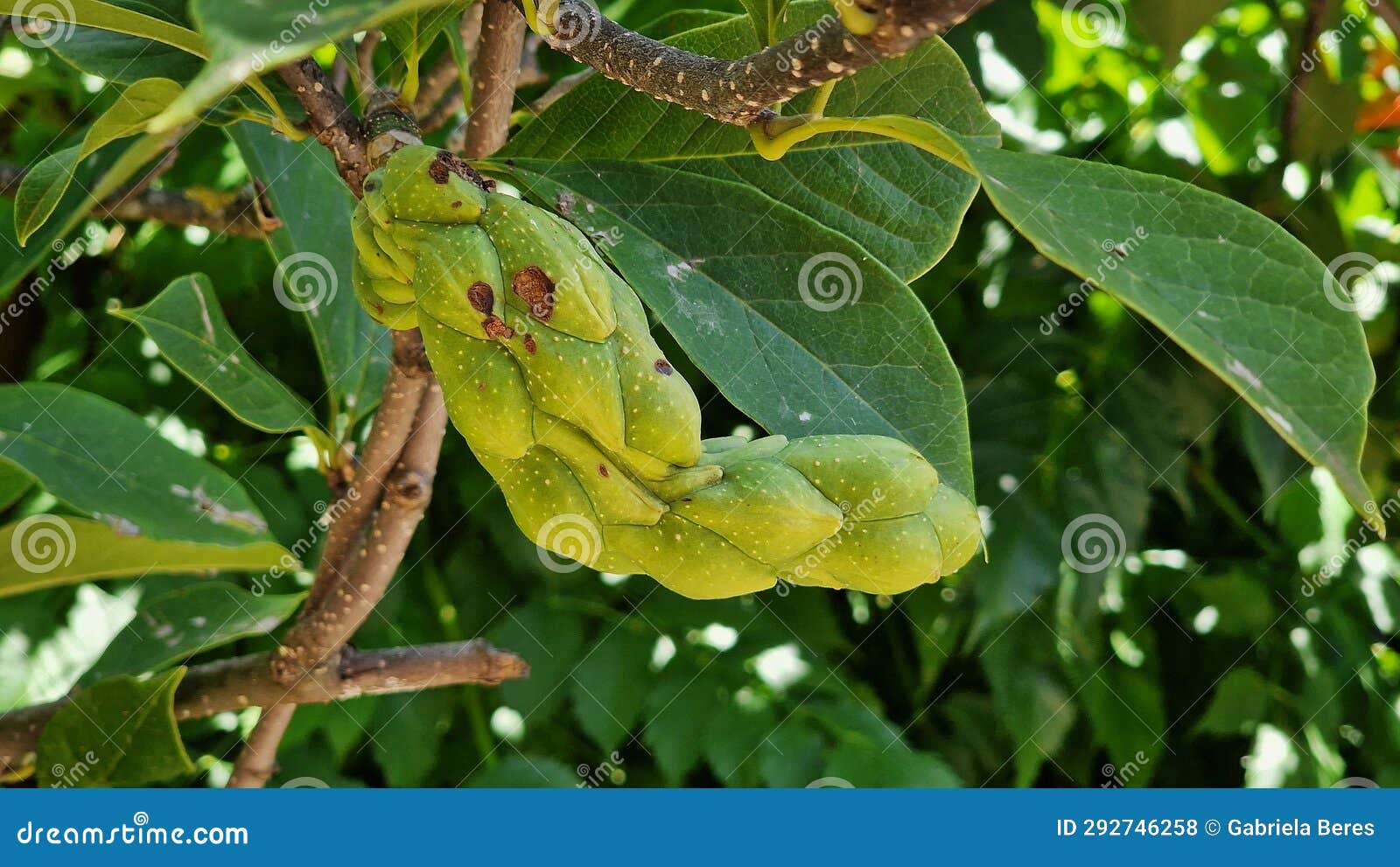 Magnolia Grandiflora Tree, with Seed Pods. Stock Photo - Image of ...