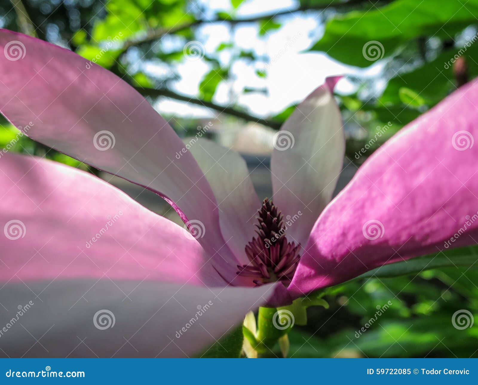 Magnolia stock image. Image of love, branch, flora, garden - 59722085