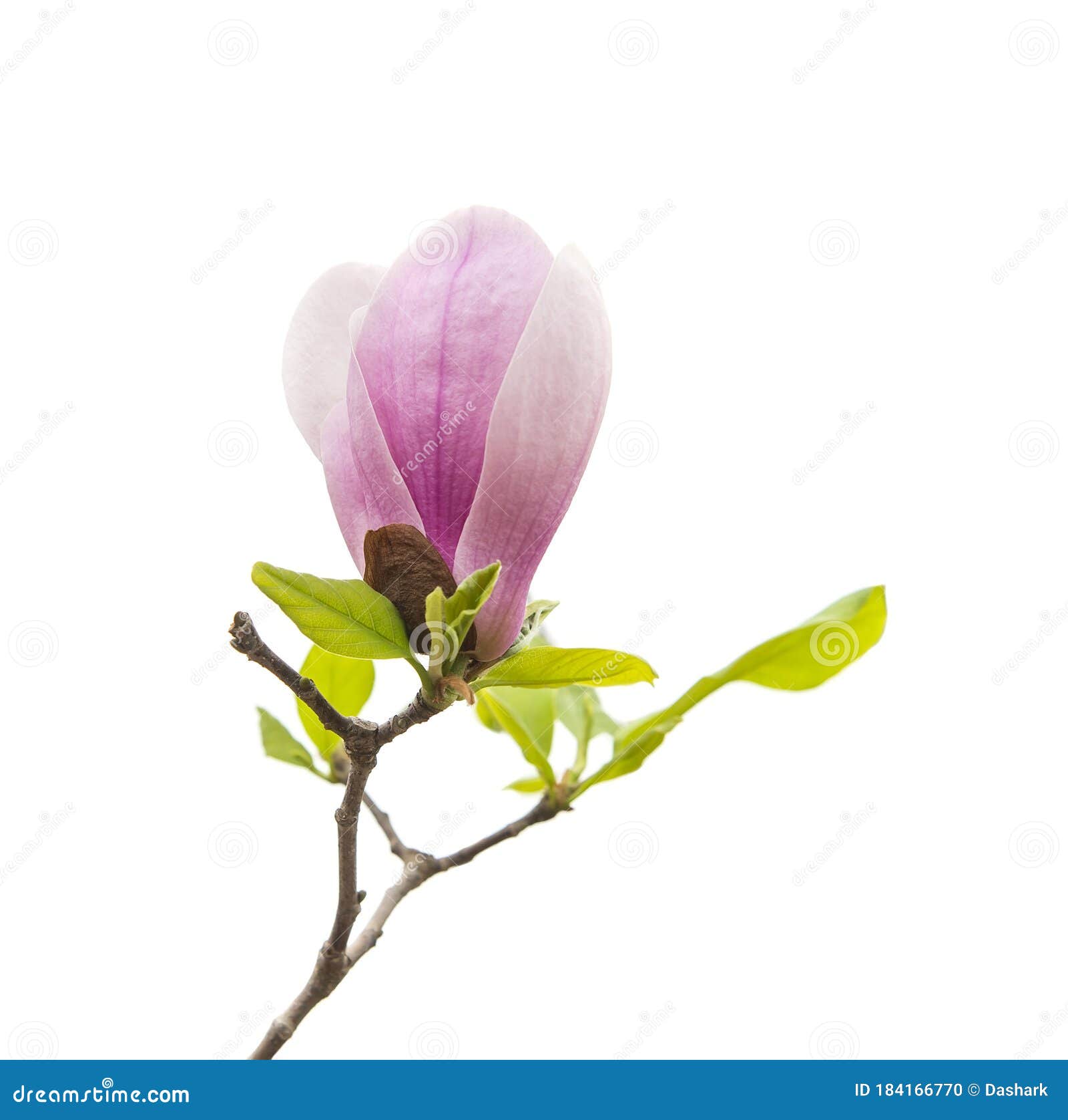 Magnolia isolated on white stock photo. Image of petal - 184166770