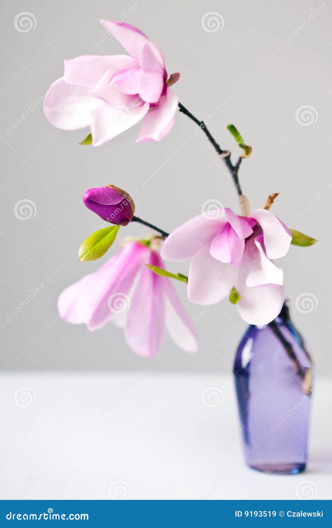 Magnolia Jane flower stock image. Image of flower, beauty - 9193519