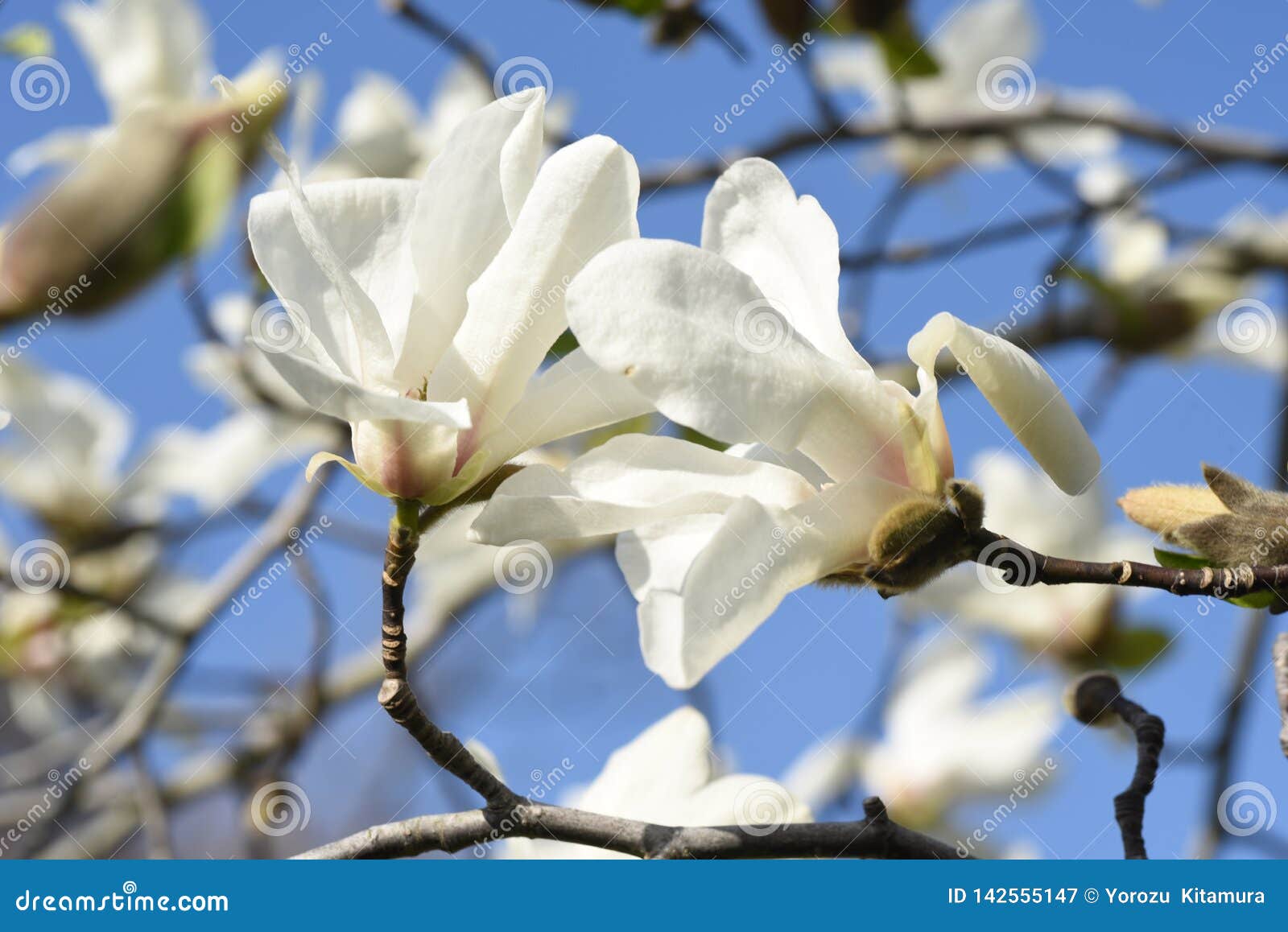 Magnolia kobus blossoms stock image. Image of beauty - 142555147