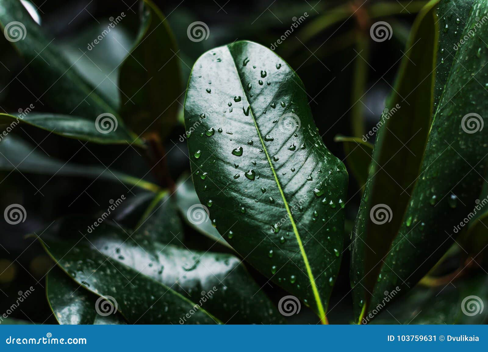 Magnolia Leaf with Drops of Dew Stock Image - Image of flora, floral ...