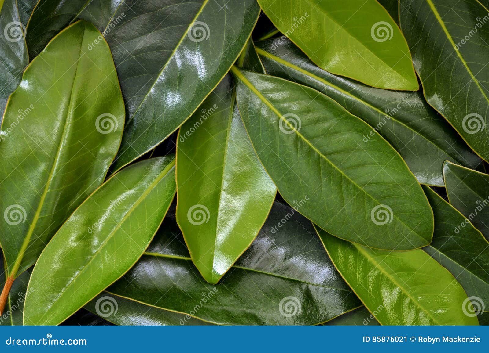 Magnolia Leaves Background stock image. Image of magnolia - 85876021
