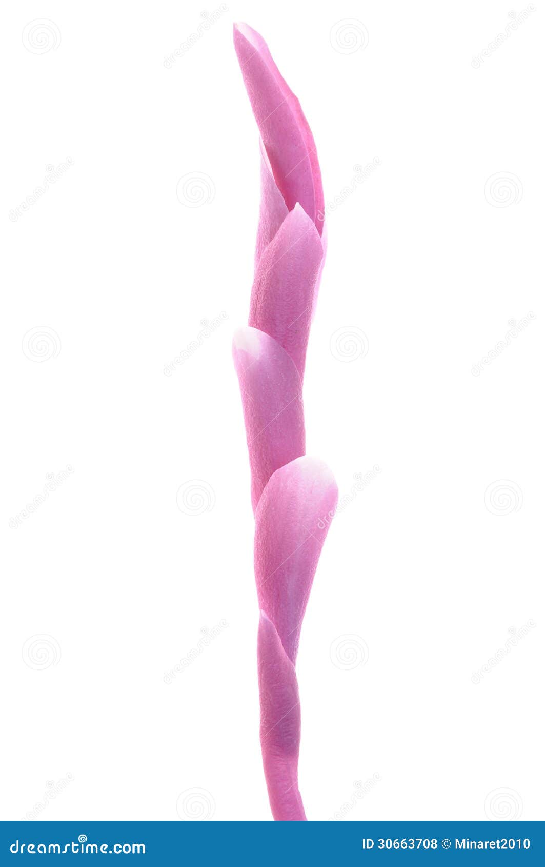 Magnolia petals stock photo. Image of pattern, natural - 30663708