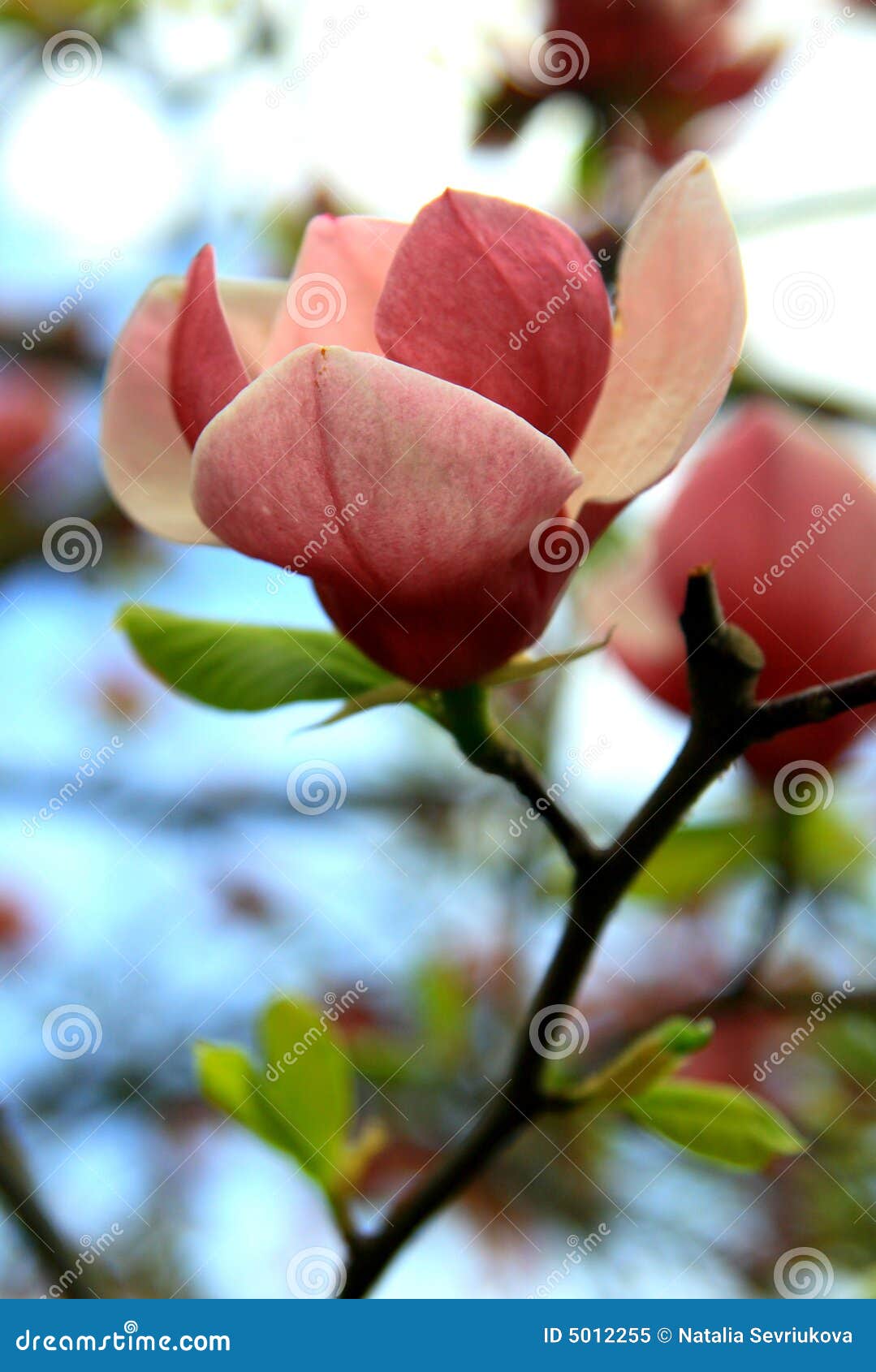 Magnolia - pink stock image. Image of orchard, flower - 5012255