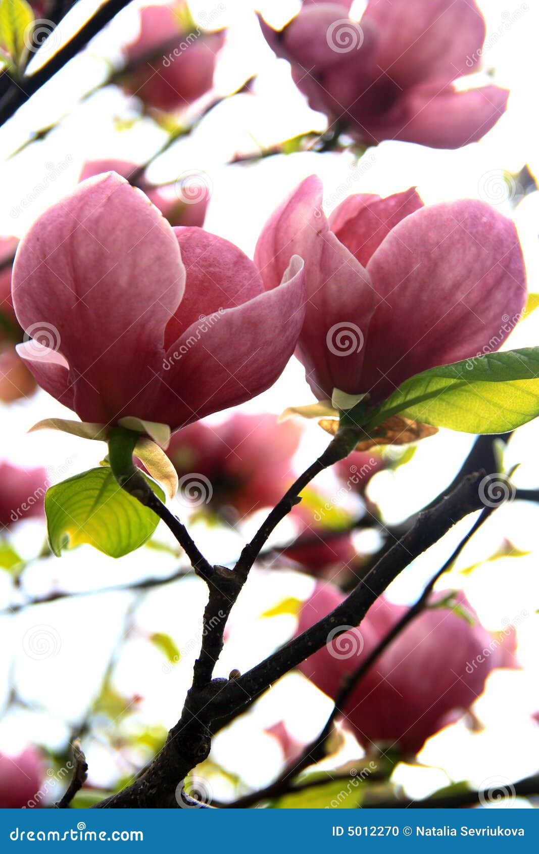 Magnolia - pink stock photo. Image of colored, fragility - 5012270