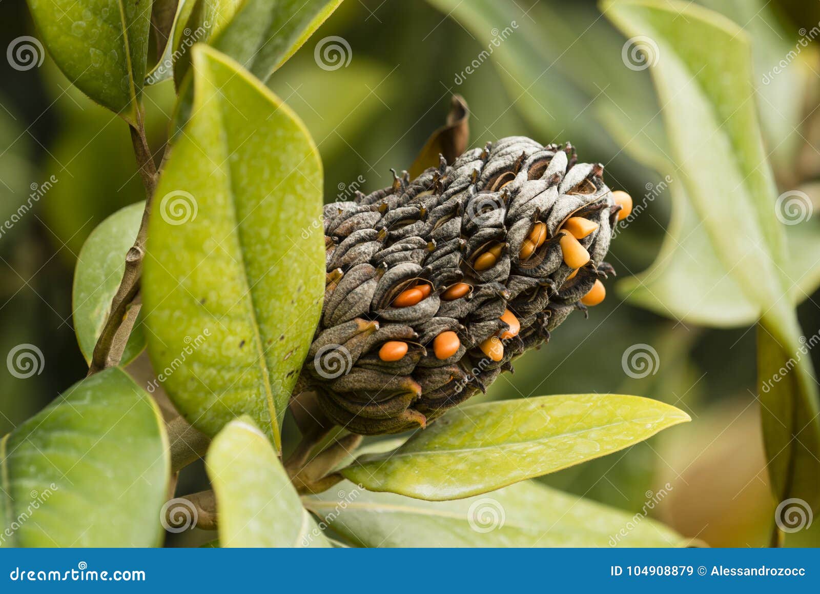 Magnolia red seeds. stock image. Image of magnolia, nature - 104908879