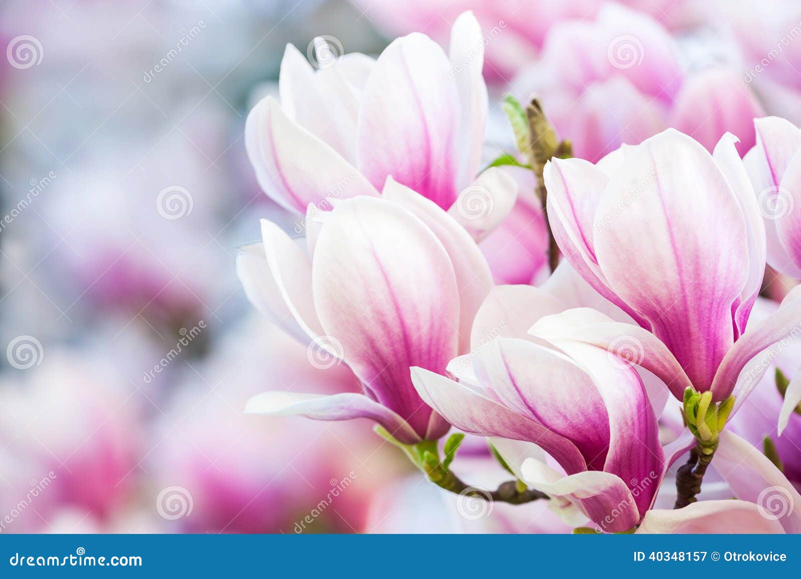 Magnolia rosada de la flor imagen de archivo. Imagen de rosa - 40348157