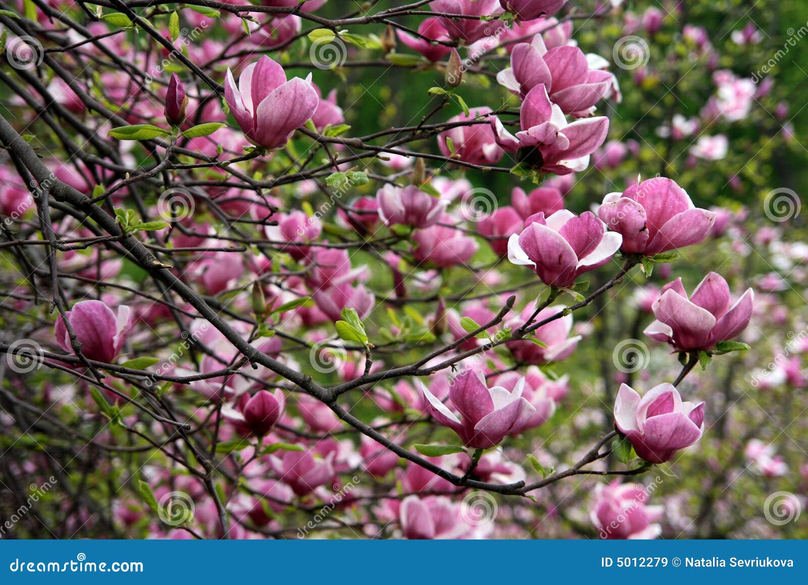 Magnolia - rose image stock. Image du parfumé, jardin - 5012279