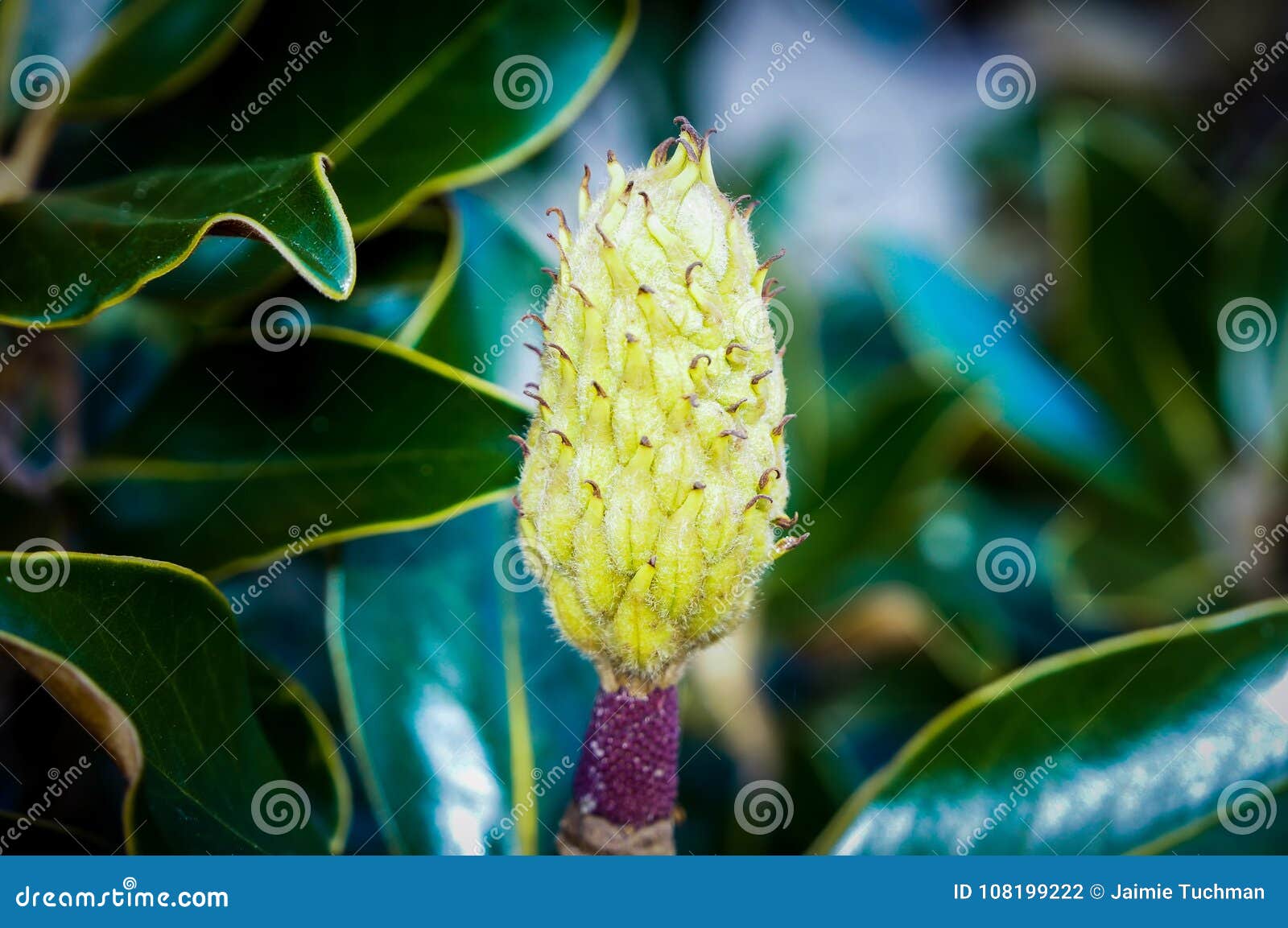 Magnolia seed pod stock photo. Image of flowering, blossom - 108199222