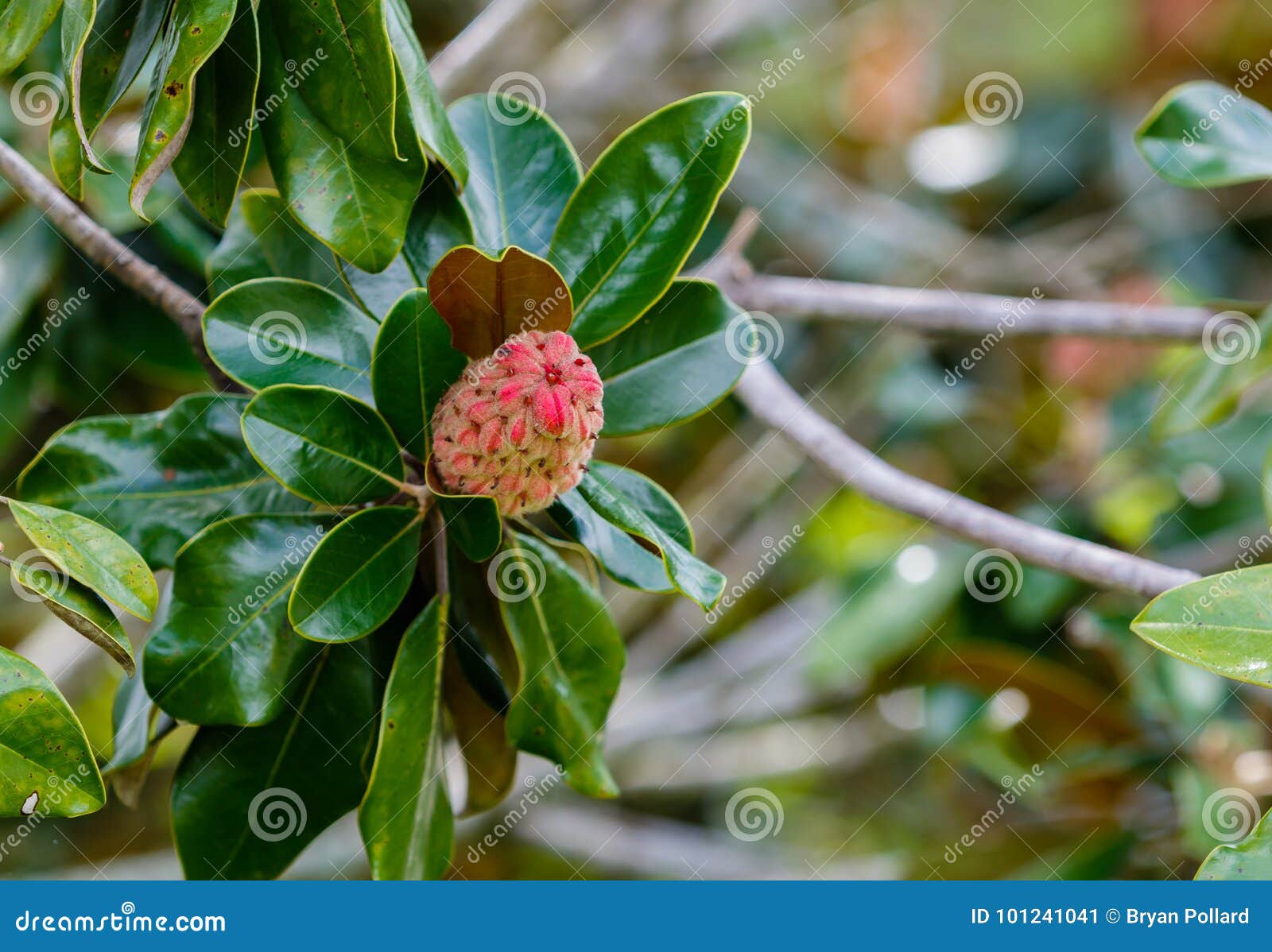 Are Magnolia Tree Seed Pods Bad For My Dog