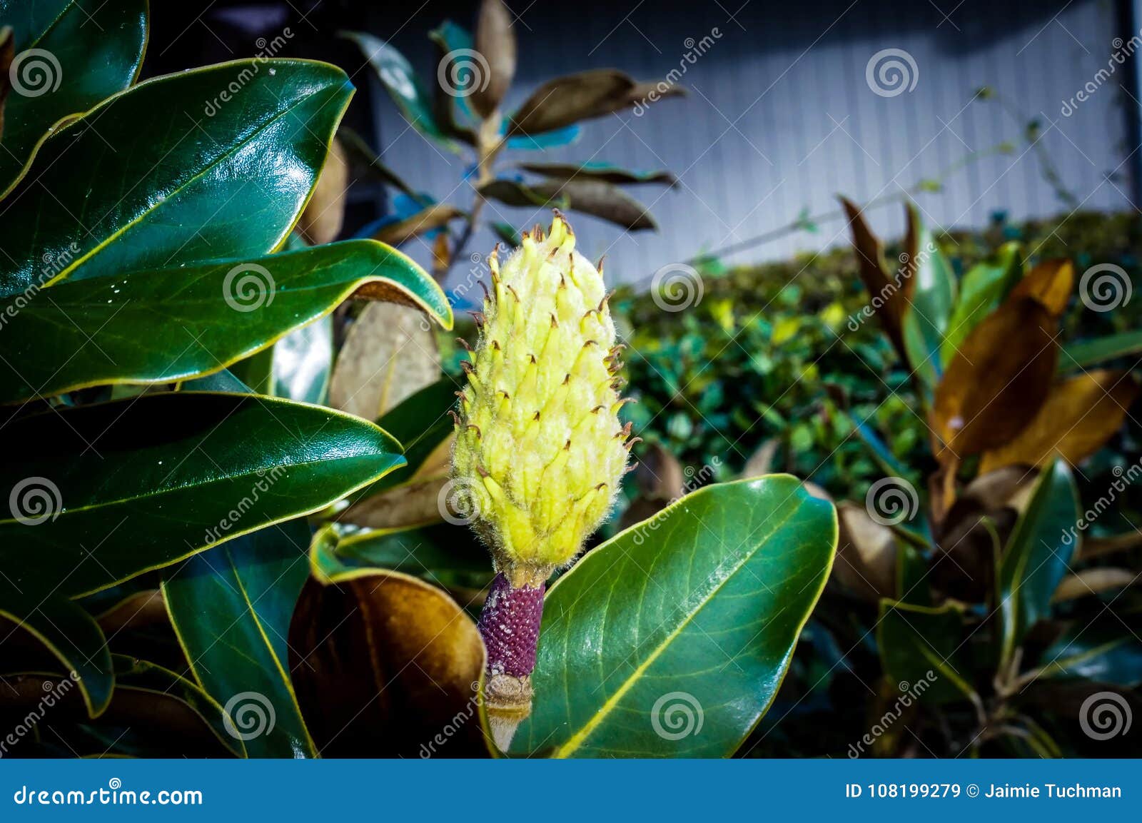 Magnolia seed pod stock image. Image of coast, flowering - 108199279