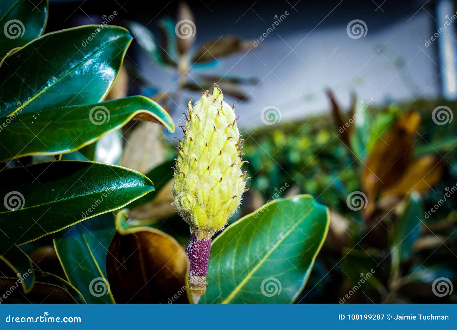 Magnolia seed pod stock image. Image of evergreen, dark - 108199287