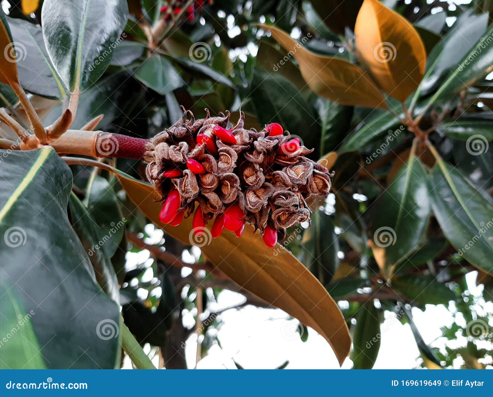 Magnolia Seeds on Branch, Magnolia Tree Leaves, Red Seeds Stock Image ...
