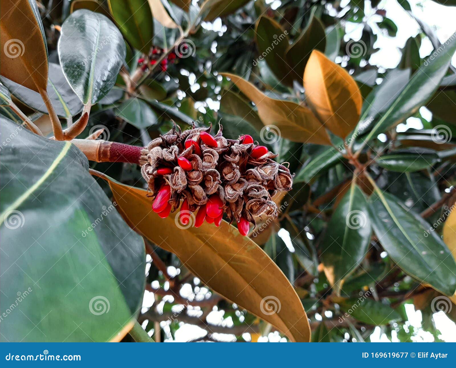 Magnolia Seeds on Branch, Magnolia Tree Leaves, Red Seeds Stock Image ...