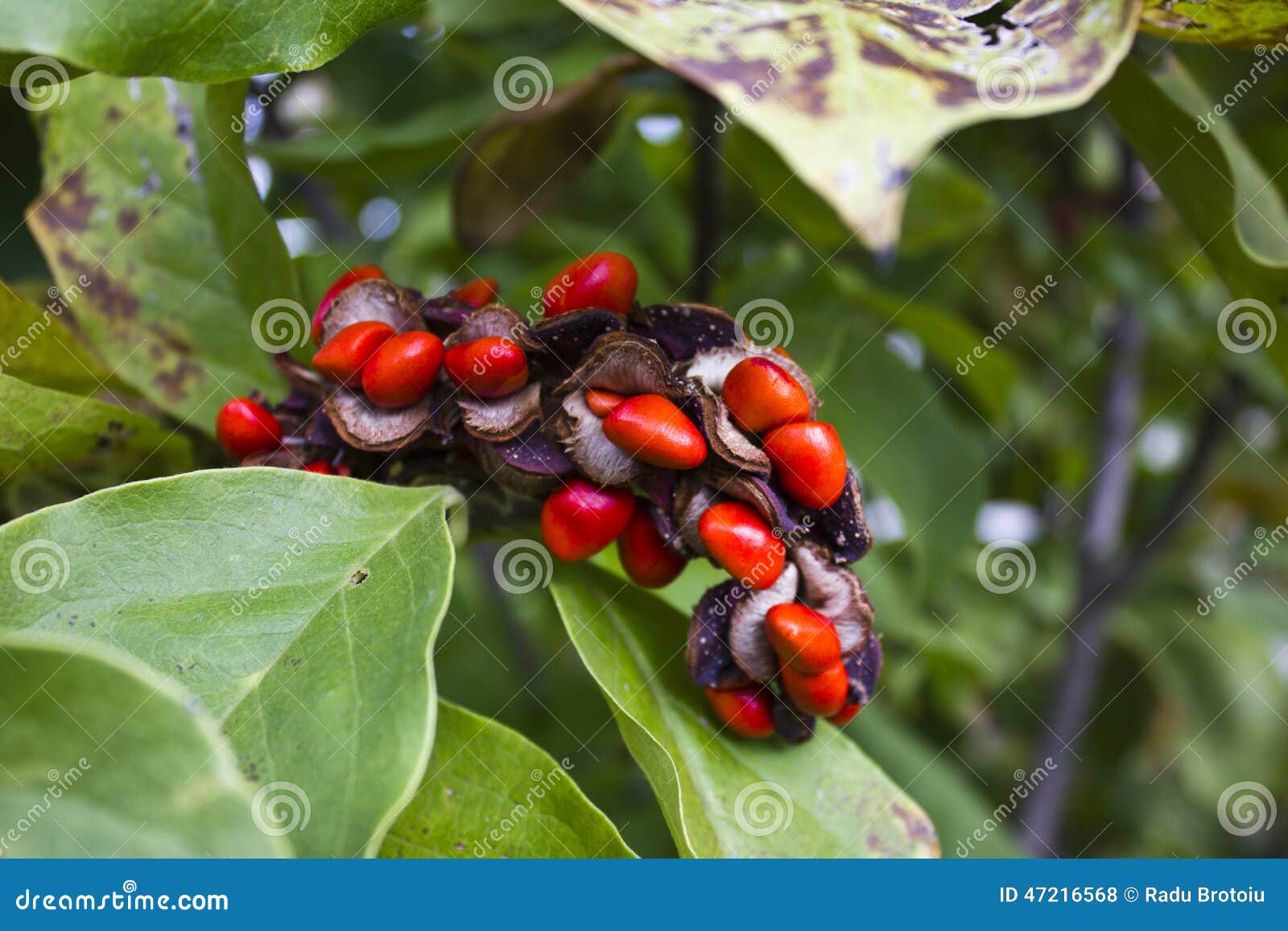 Magnolia seeds and fruit stock photo. Image of gree, flower - 47216568