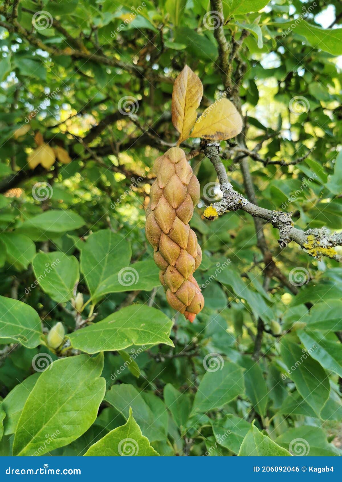Magnolia Seeds in Pods on Tree. Stock Photo - Image of branch, grove ...