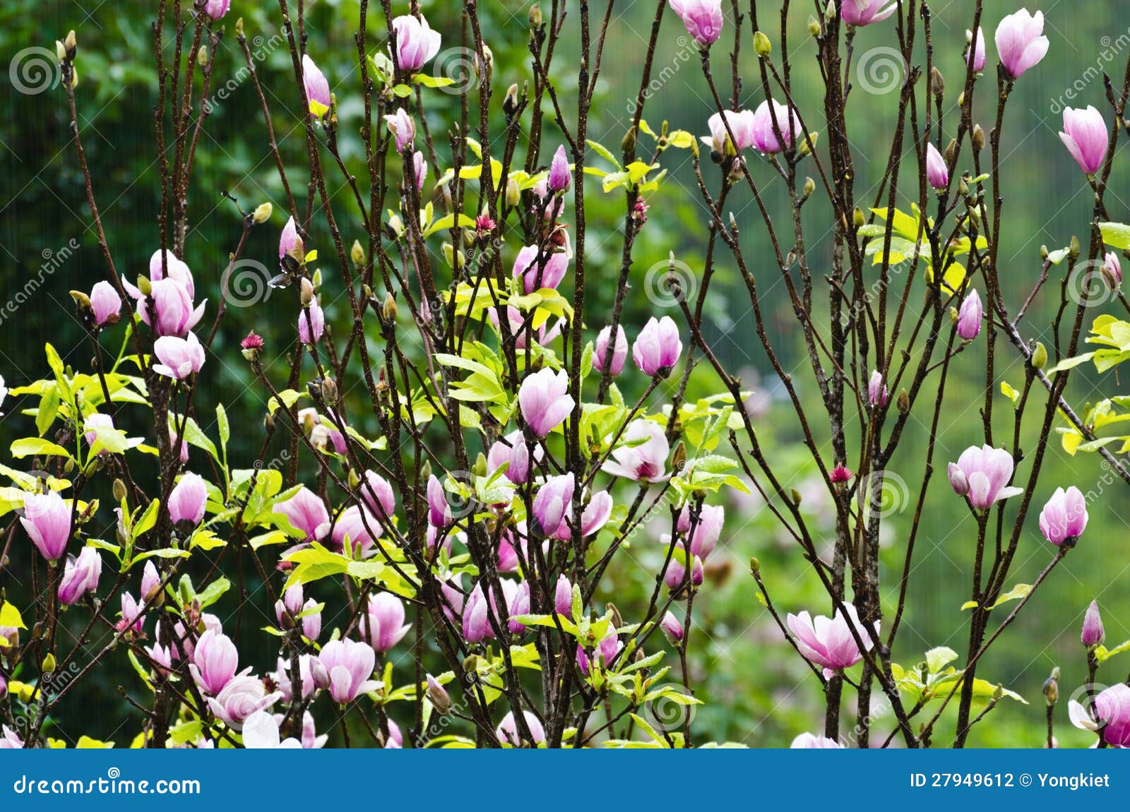 Magnolia Soulangeana in De Winter Stock Foto - Image of velen ...