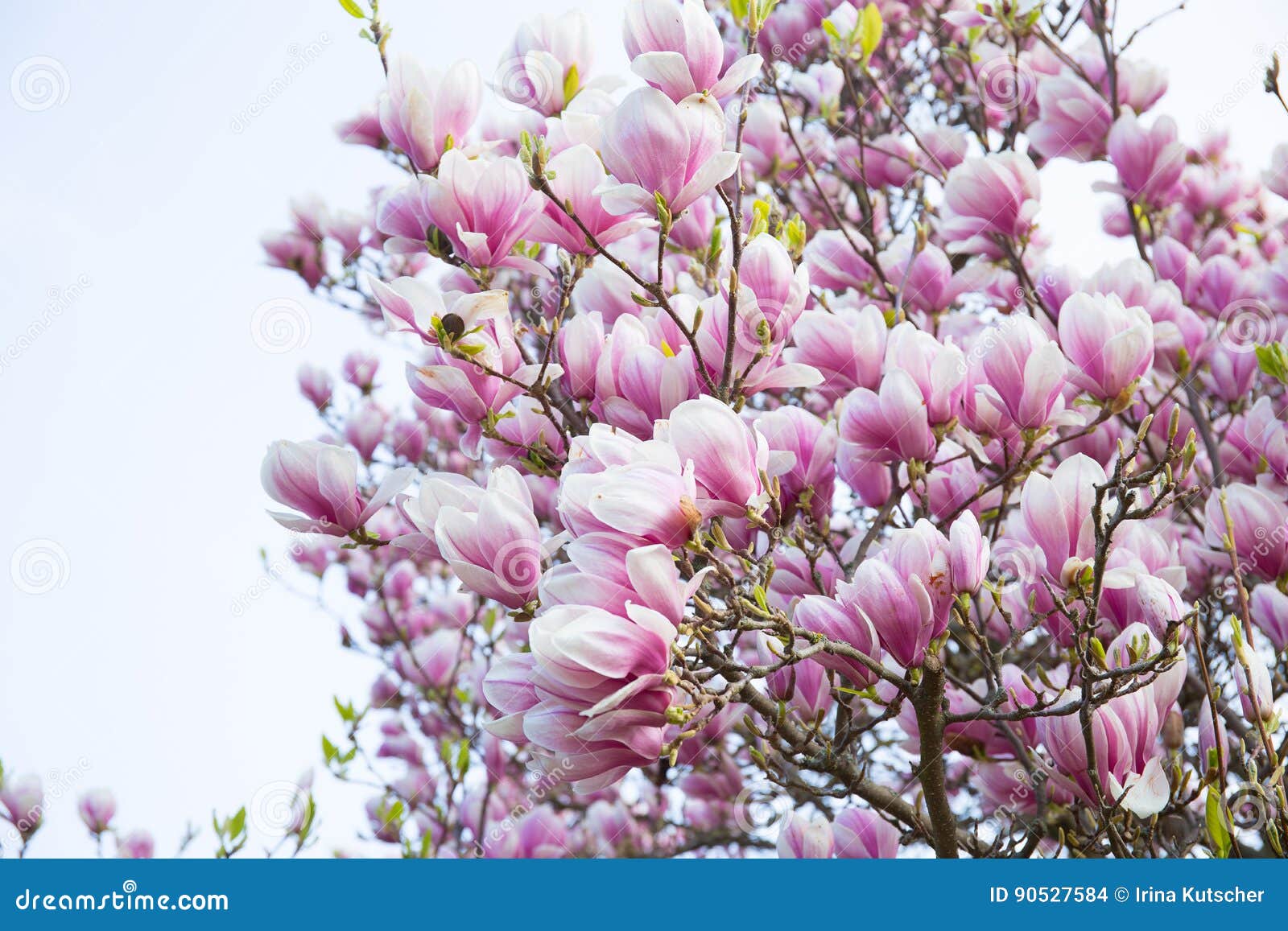 Magnolia, Spring, Background Stock Photo - Image of blossom, tulip ...