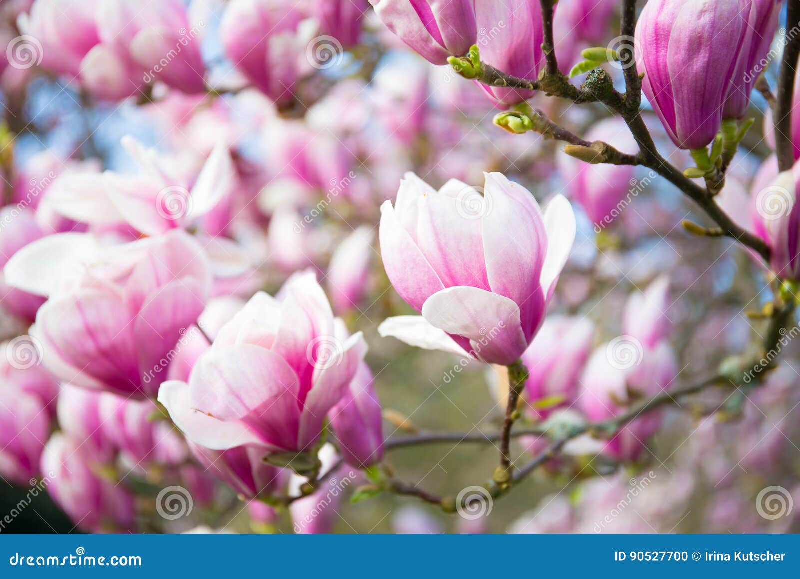 Magnolia, Spring, Background Stock Photo - Image of fresh, flower: 90527700