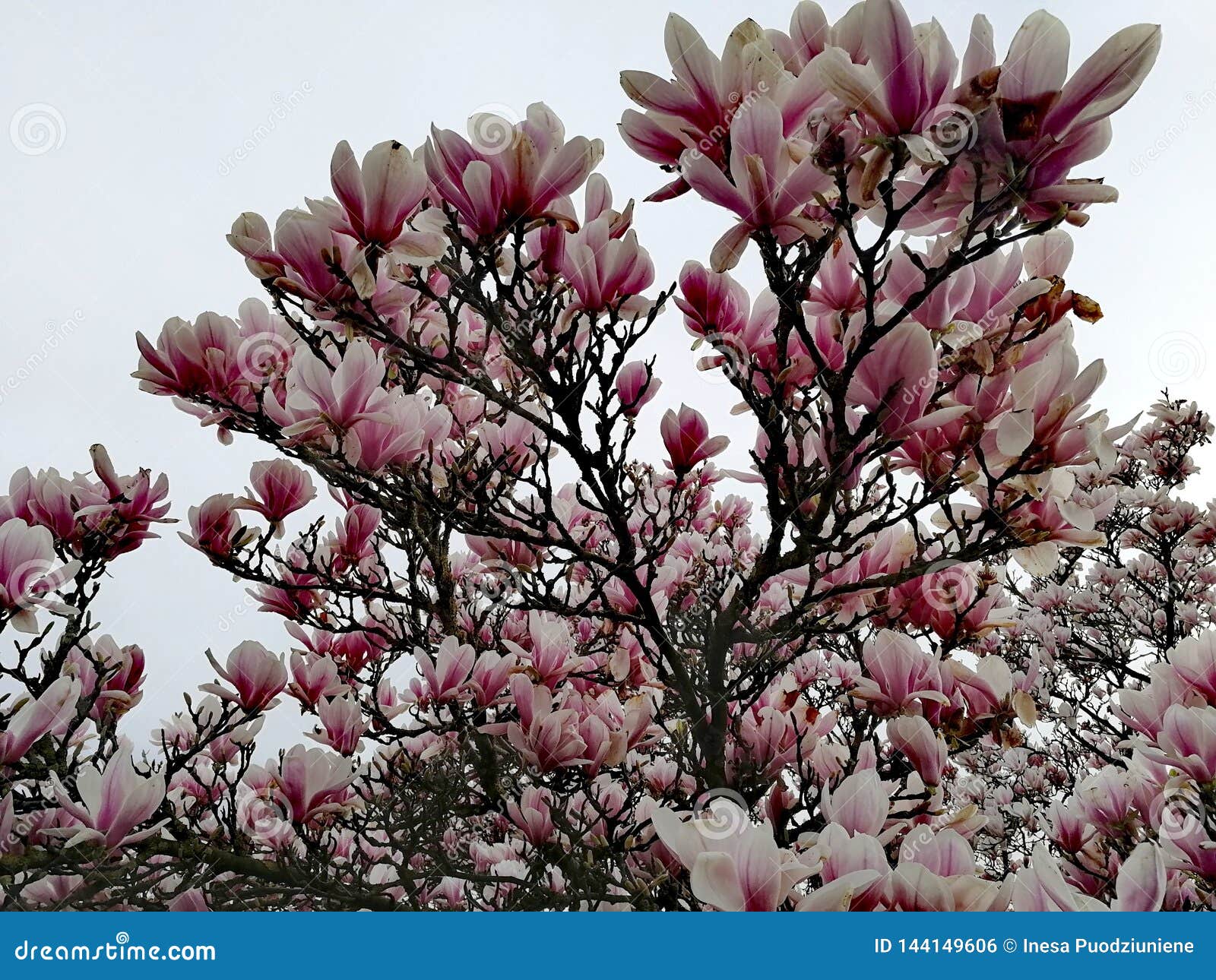 Magnolia stock photo. Image of magnolia, tree, spring - 144149606