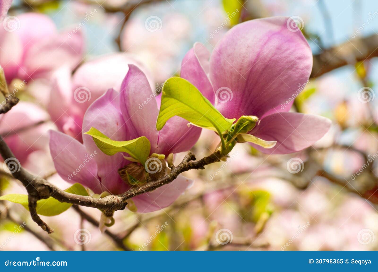 Magnolia in a Spring Garden Stock Image - Image of branch, beauty: 30798365