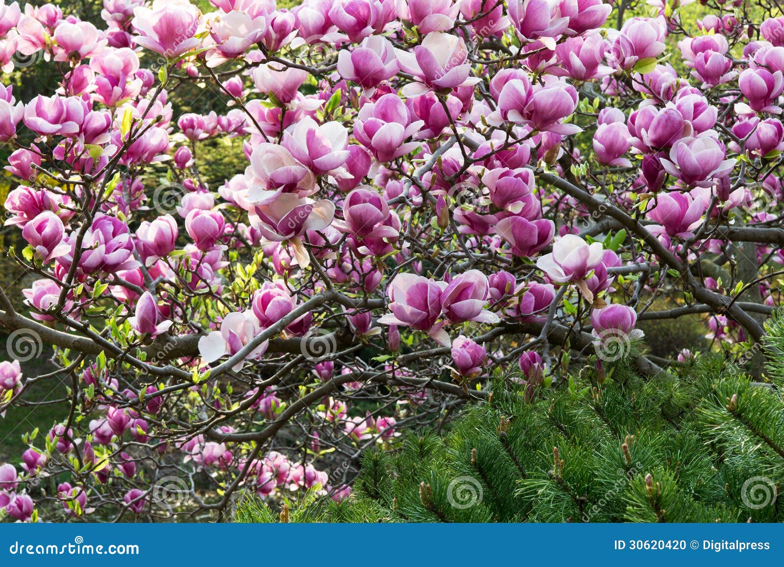 Magnolia in spring stock photo. Image of head, magnolia - 30620420