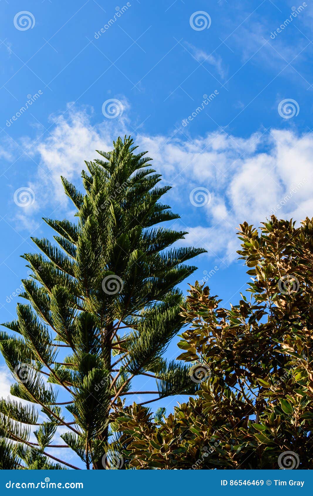 Magnolia and Star Pine Tree Stock Image - Image of leaves, clearday ...