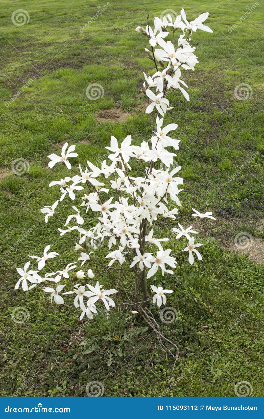 Magnolia stellata bush stock photo. Image of beautiful - 115093112