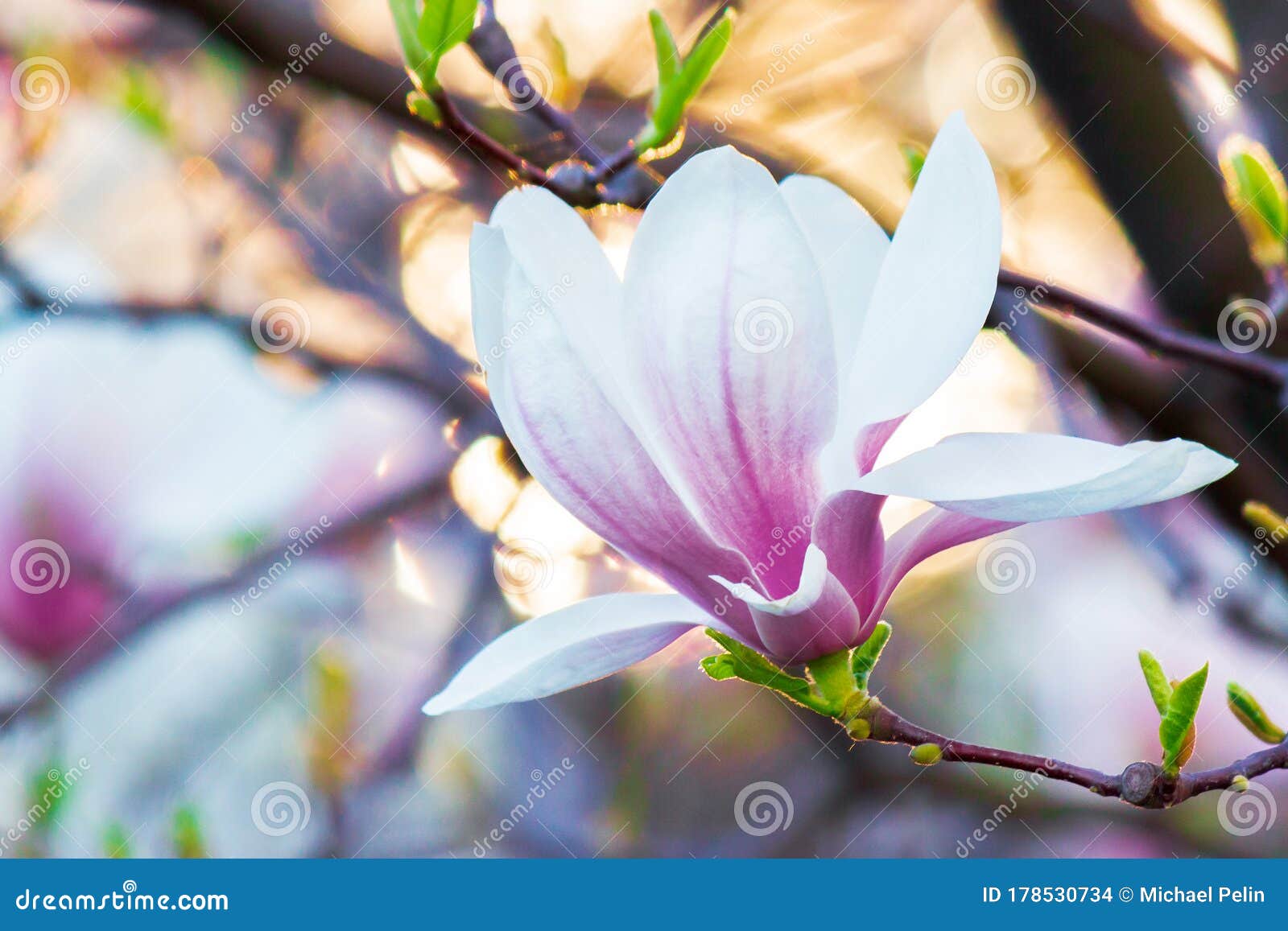 Magnolia in sun light stock photo. Image of outdoor - 178530734