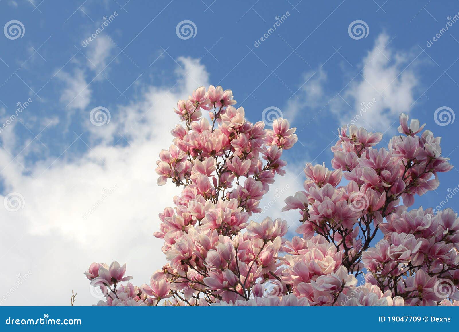 Magnolia tree stock image. Image of magnolia, pollen - 19047709