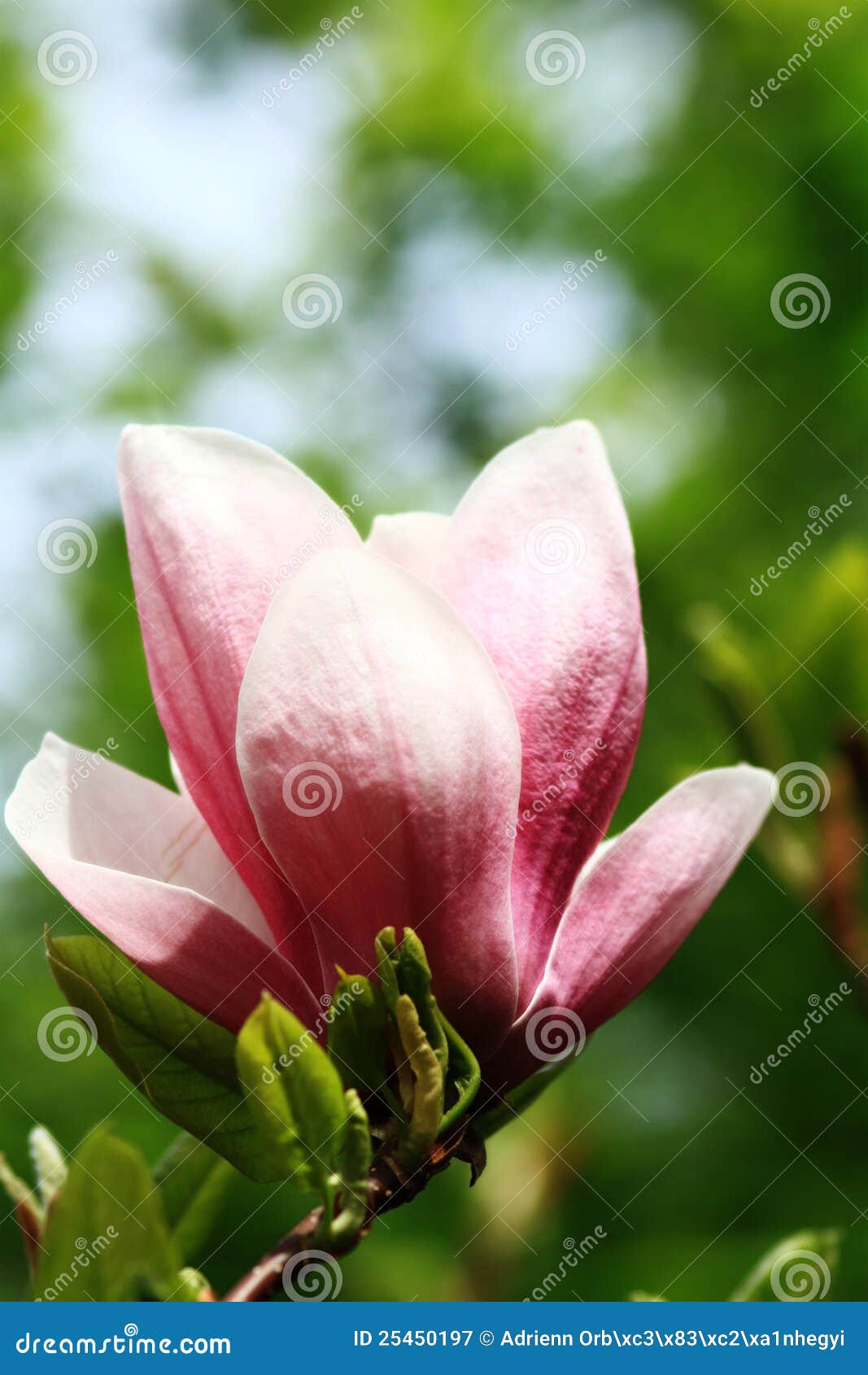 Magnolia tree stock image. Image of blue, scented, flower - 25450197