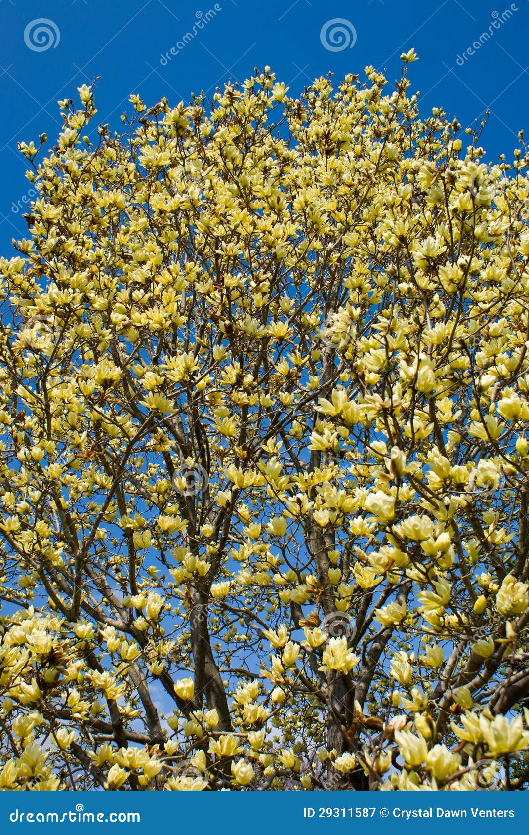 Magnolia Tree stock image. Image of blue, spring, flowers - 29311587
