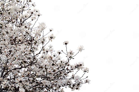 Magnolia Tree stock image. Image of pollen, tree, yellow - 5123801