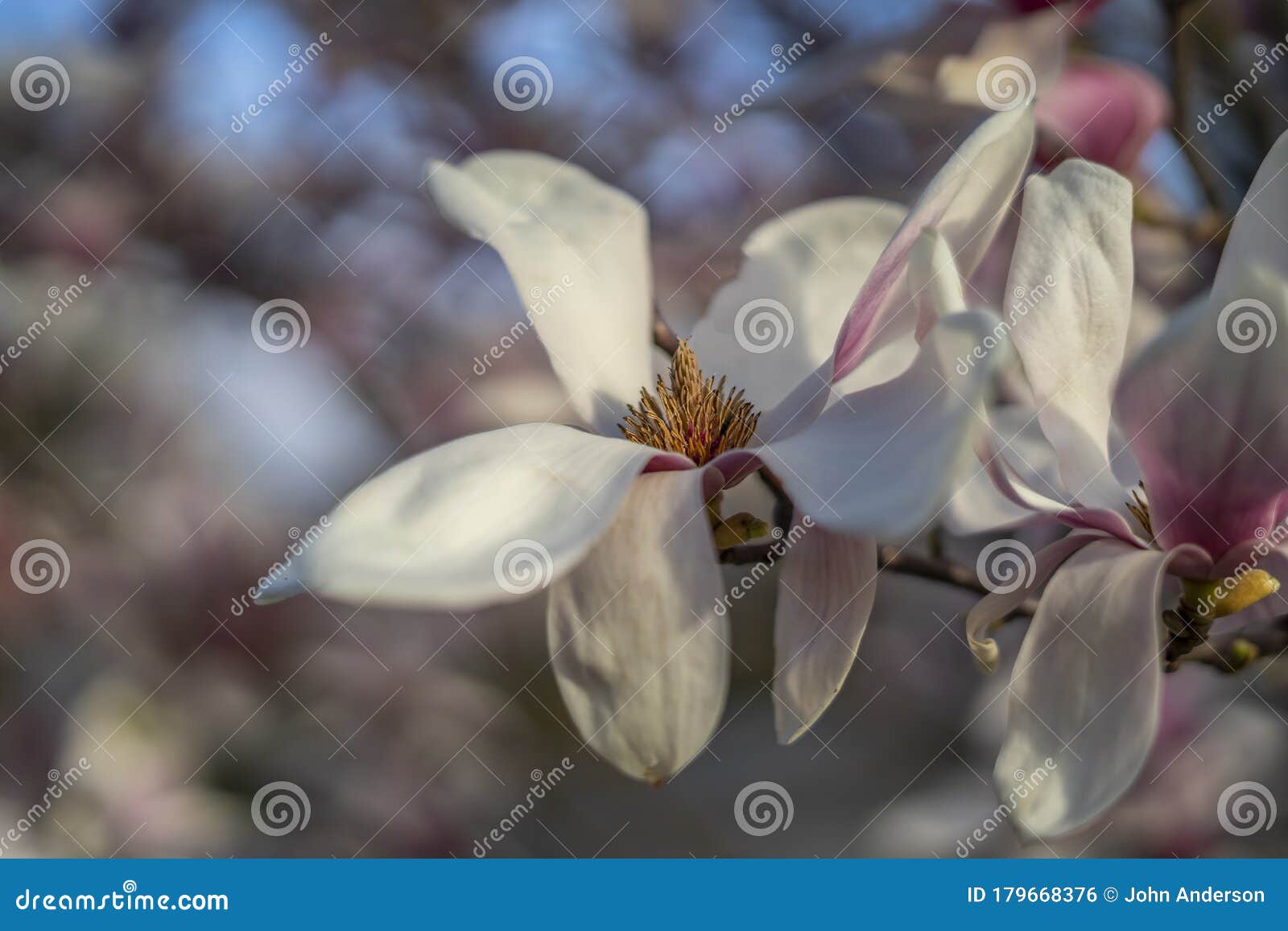 Magnolia Tree in Bloom in Early Spring Stock Photo - Image of garden ...