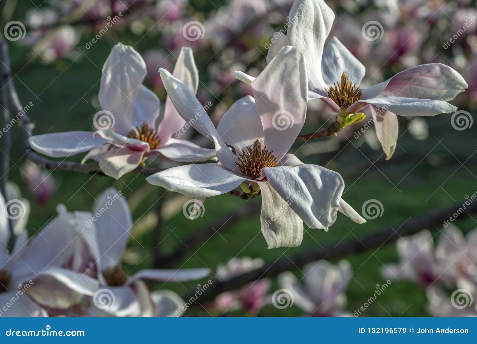Magnolia Tree in Bloom in Early Spring Stock Image - Image of island ...