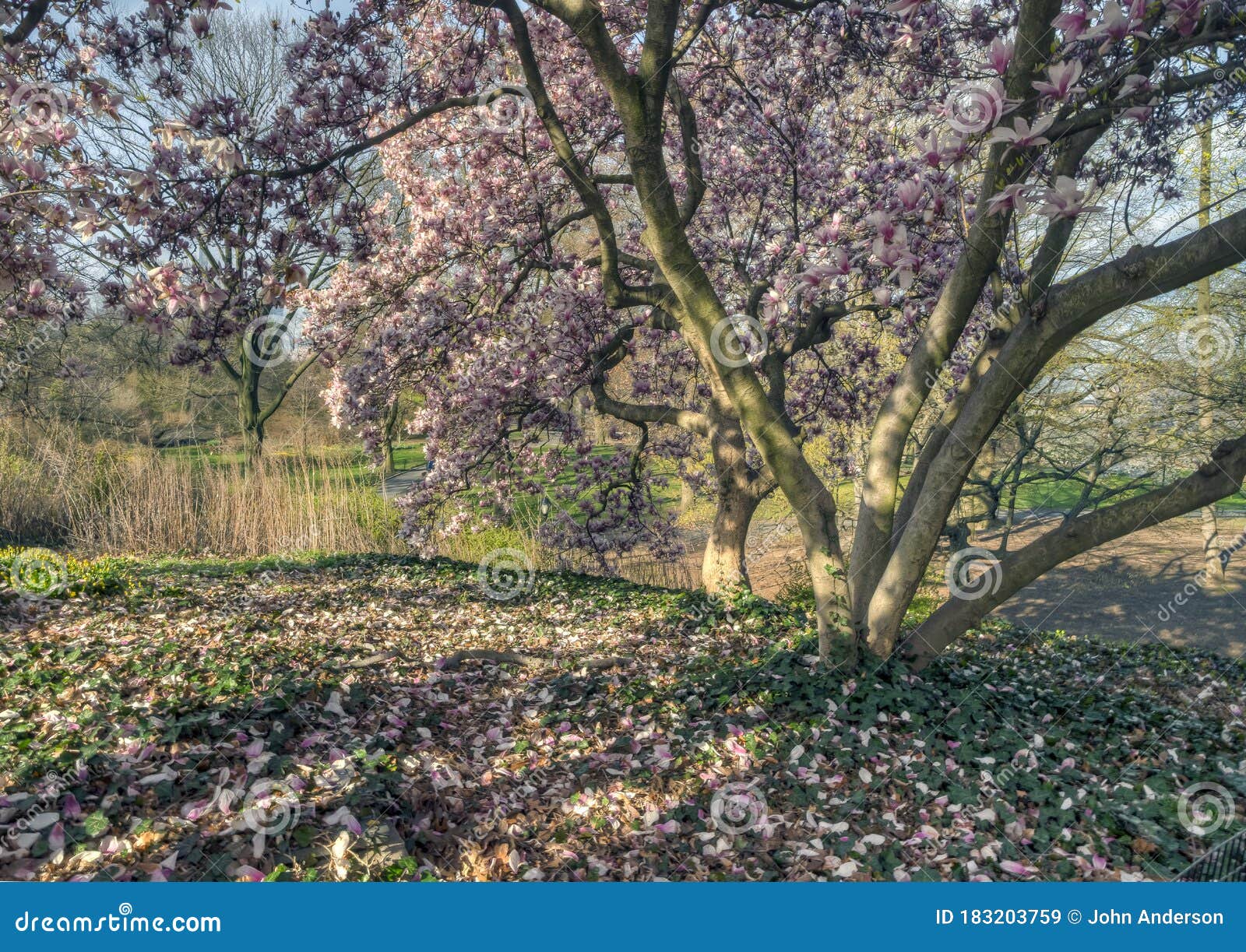 Magnolia Tree in Bloom in Early Spring Stock Image - Image of plant ...