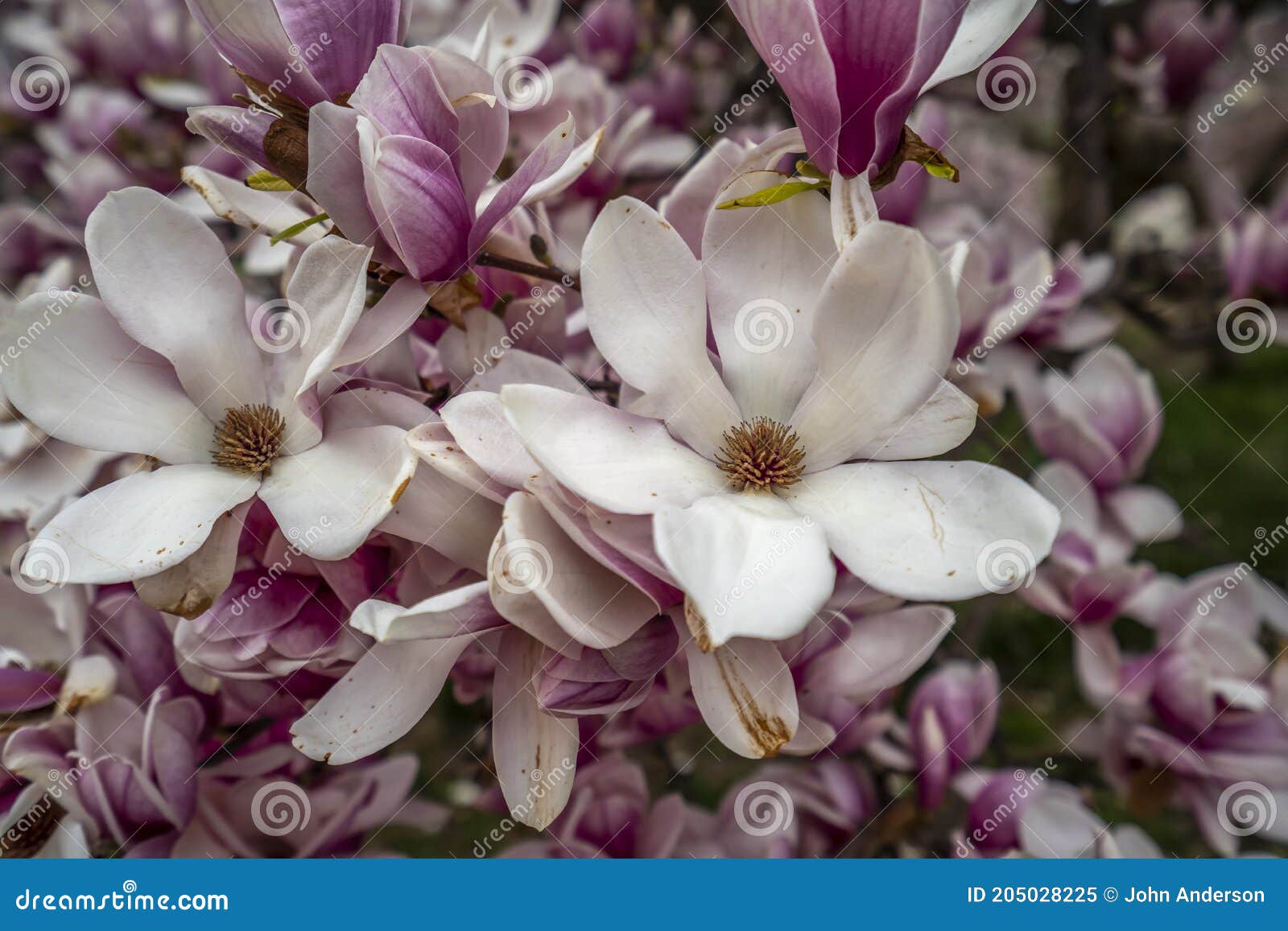 Magnolia Tree in Bloom in Early Spring Stock Image - Image of trees ...