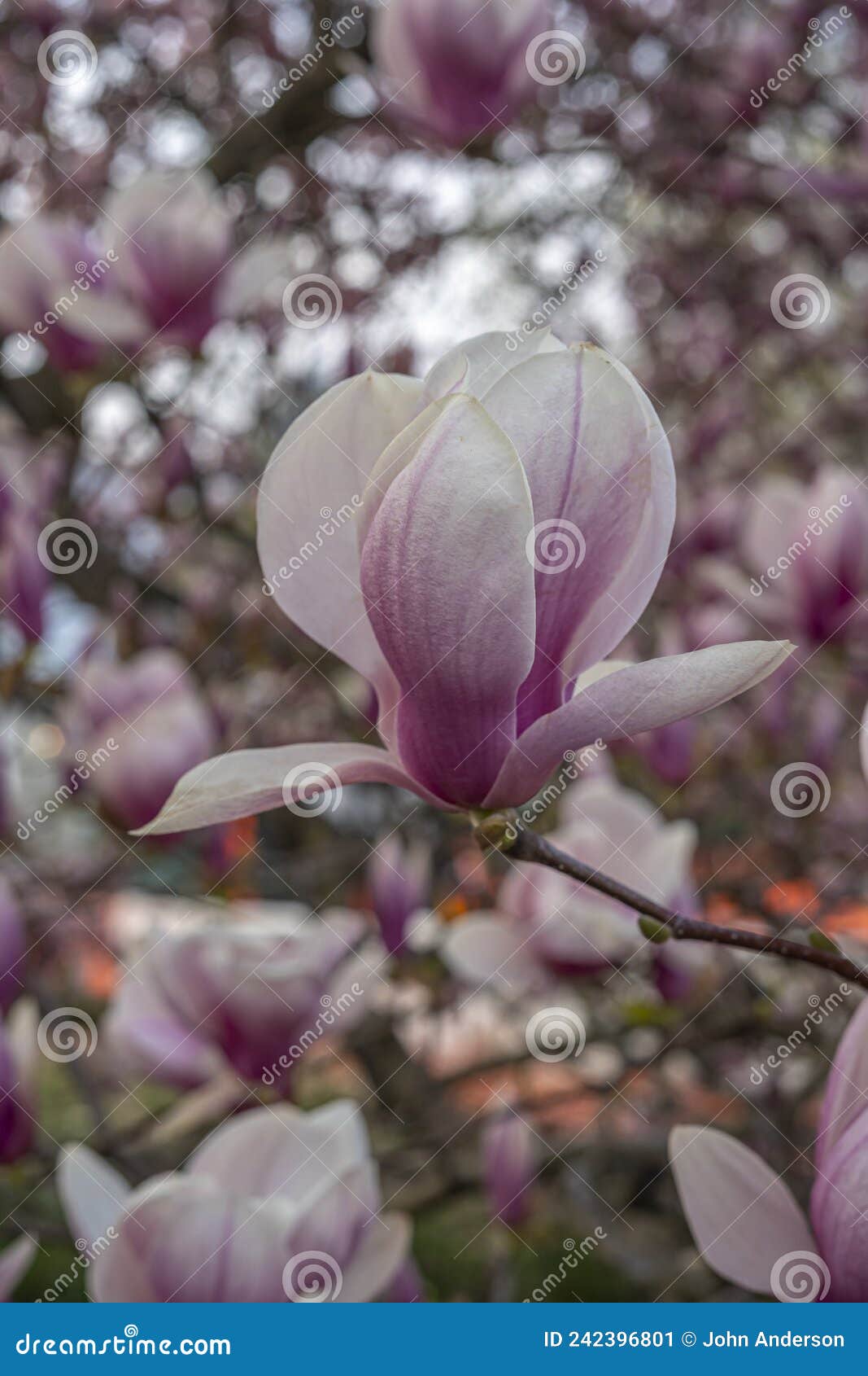 Magnolia Tree in Bloom in Early Spring Stock Image - Image of york ...