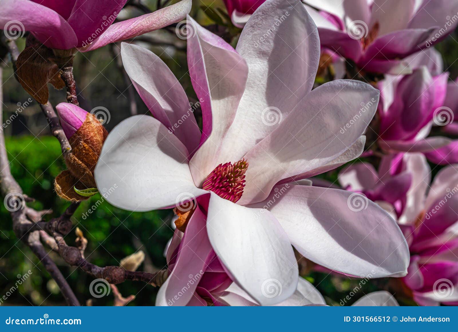 Magnolia Tree in Bloom in Early Spring Stock Photo - Image of island ...